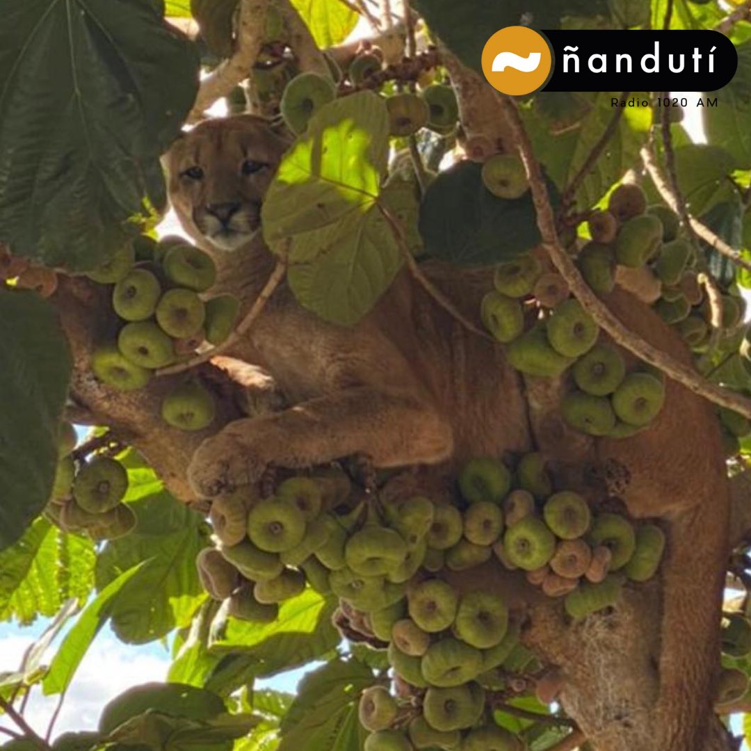 Puma aparece en un árbol en La Paloma, Canindeyú
