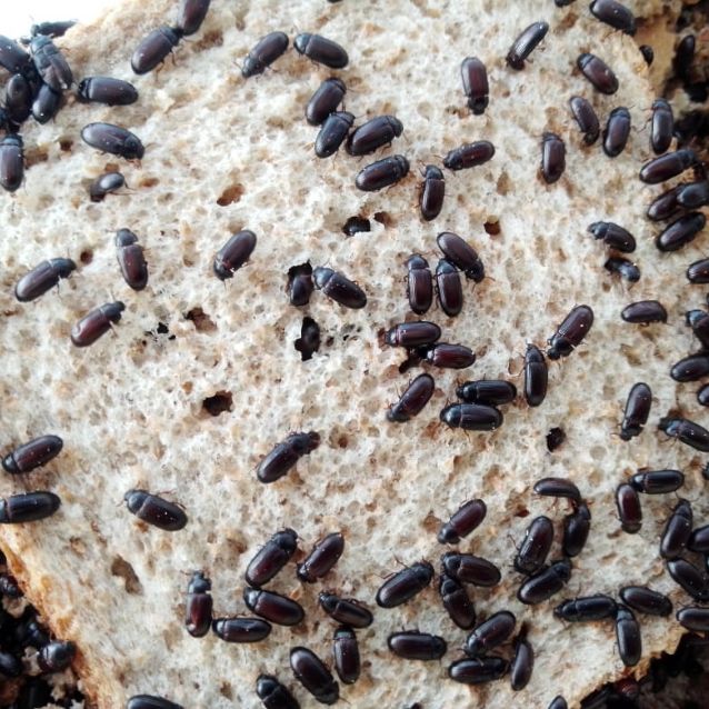 Poco control en la merienda escolar denuncia presidente del SINADI ...